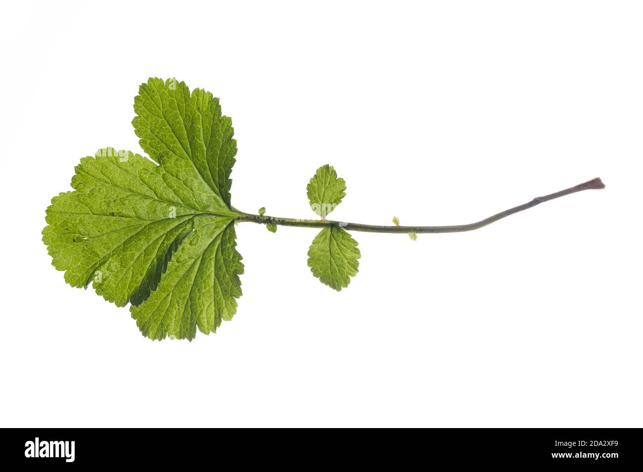 common avens, wood avens, clover-root (Geum urbanum), ground leaf ...