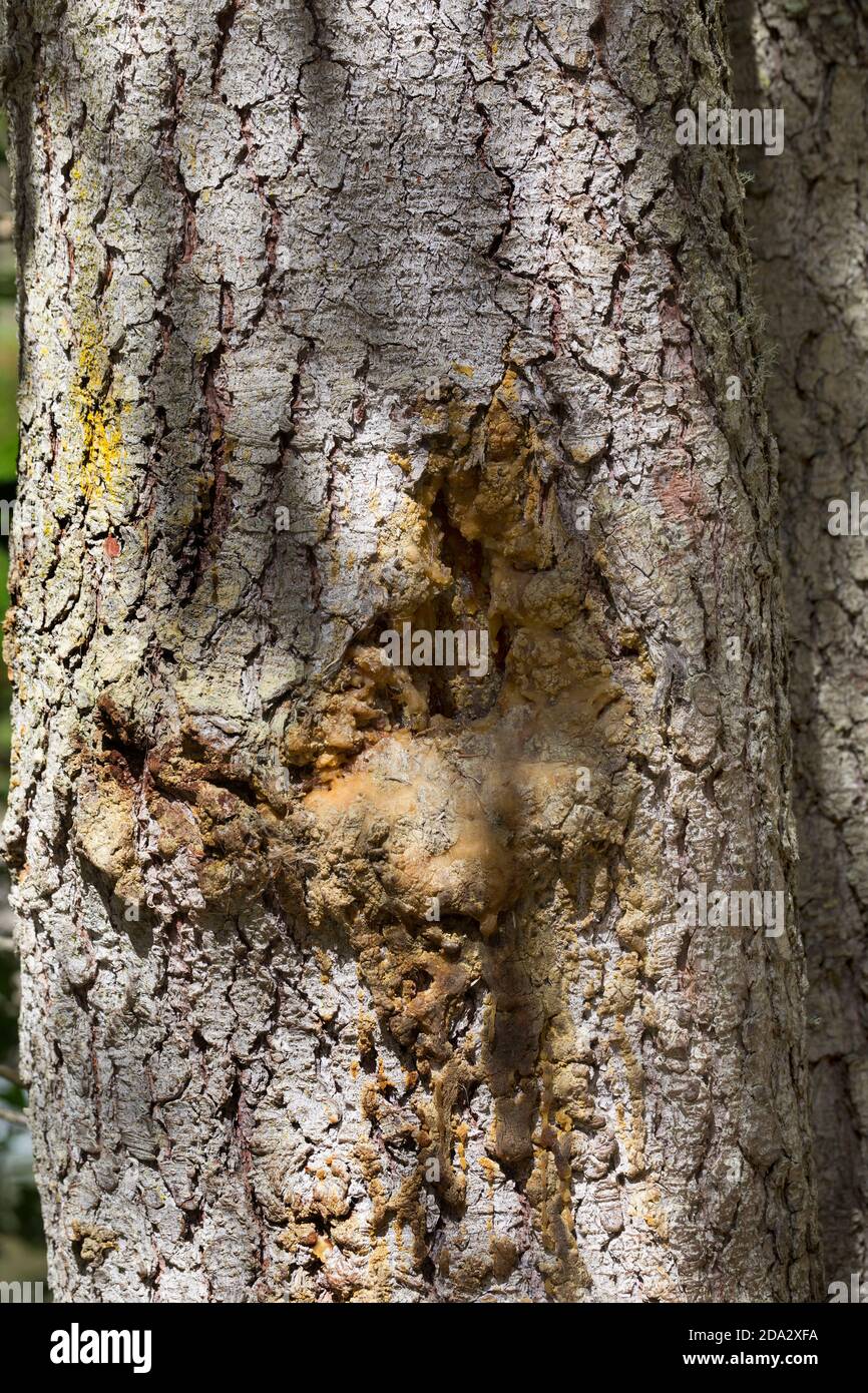 Norway spruce (Picea abies), resin at a trunk, Germany Stock Photo - Alamy