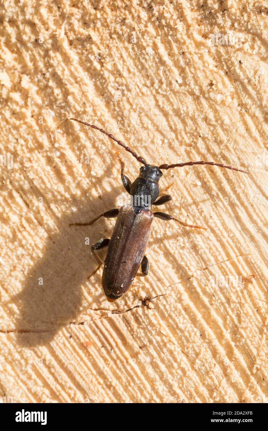 Spruce beetles hi-res stock photography and images - Alamy