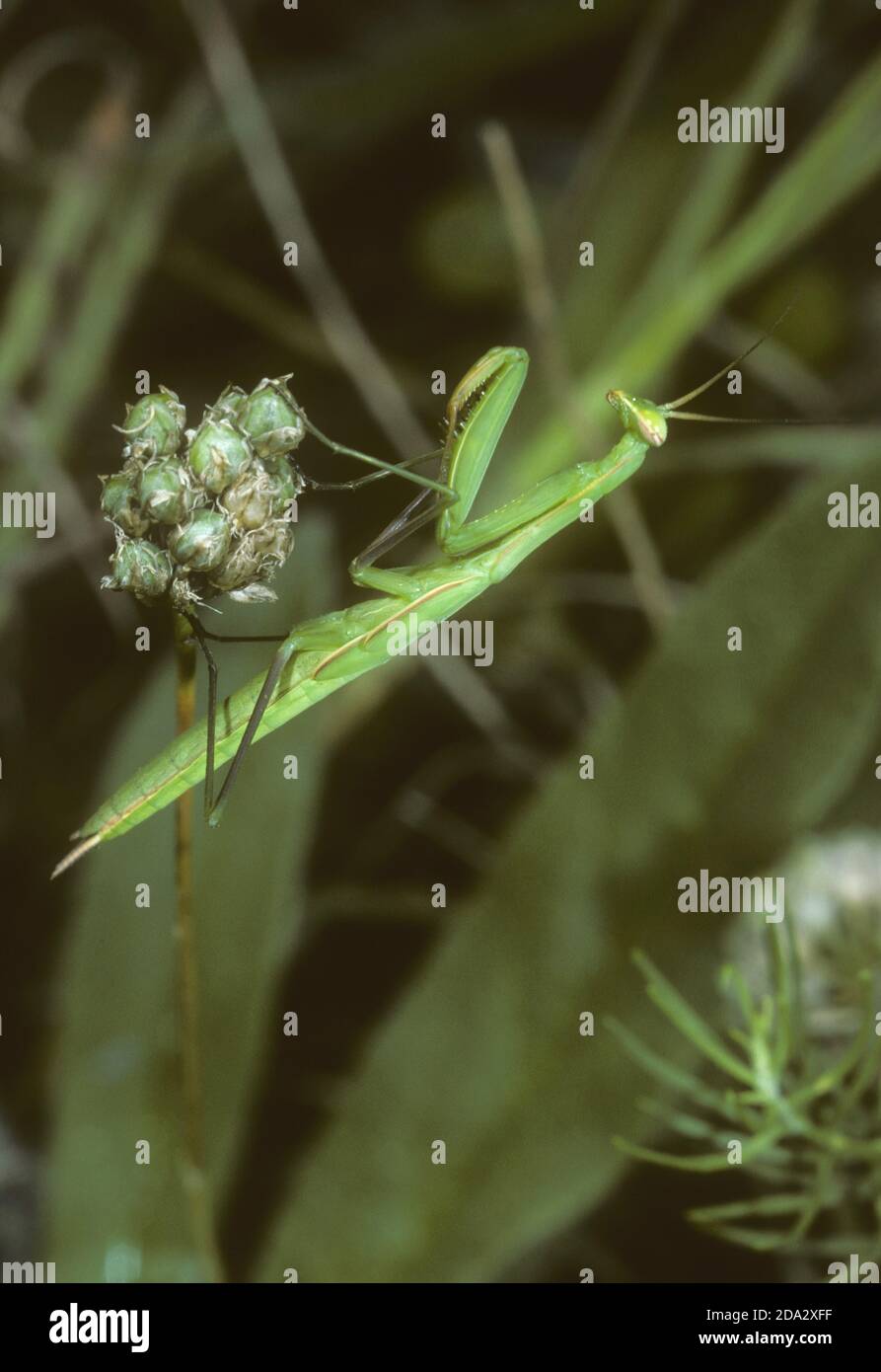 European preying mantis (Mantis religiosa), larva, Germany Stock Photo ...