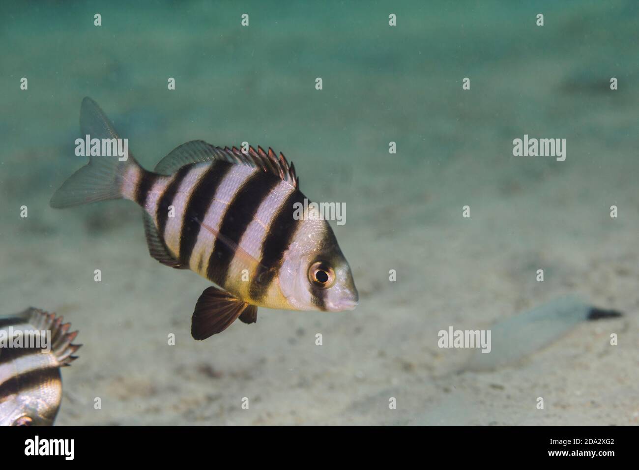 Zebra Saltwater Fish
