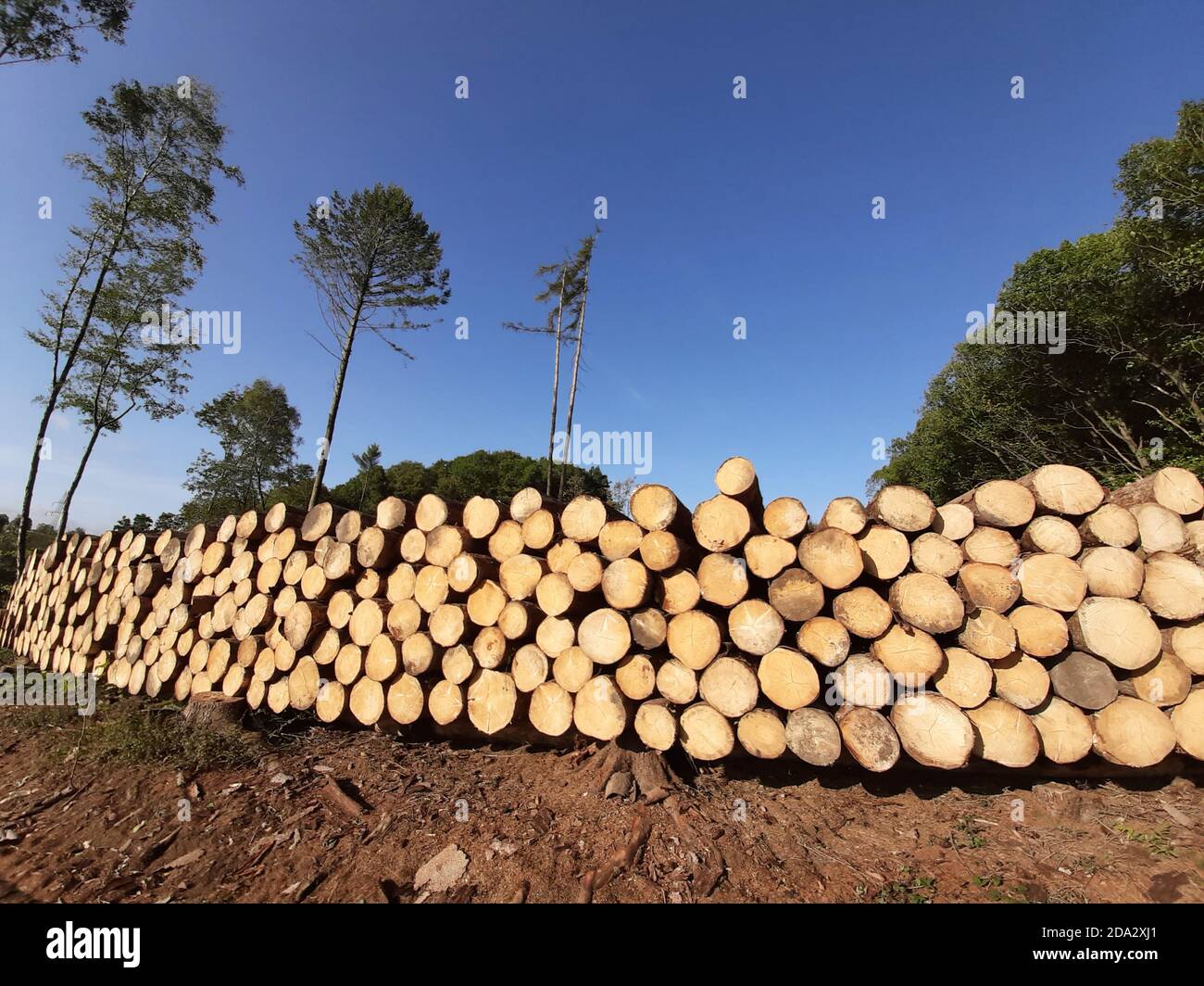 pile of spruce stems, Germany Stock Photo - Alamy