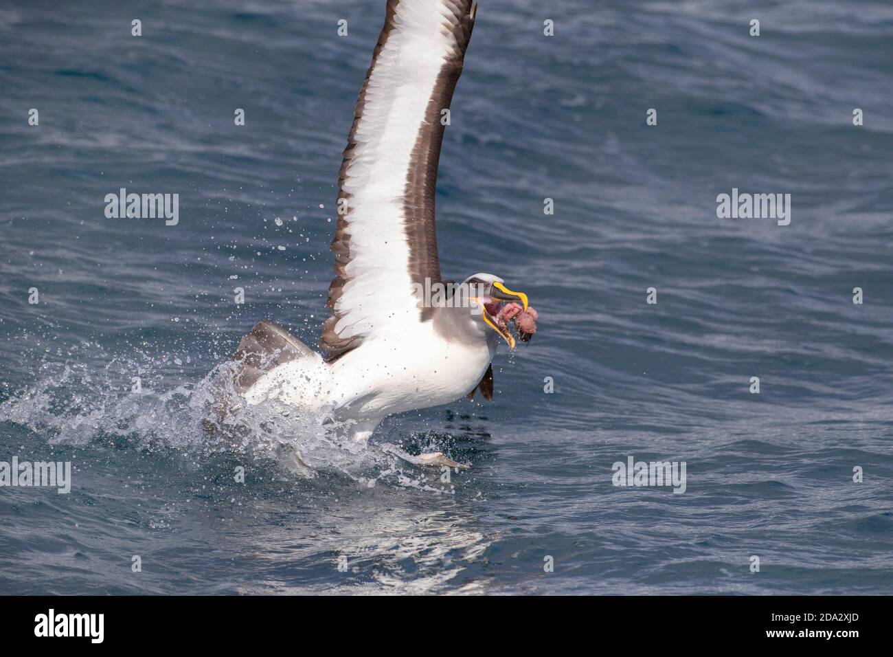 Northern Buller's Albatross, Buller's albatross, Buller's mollymawk ...