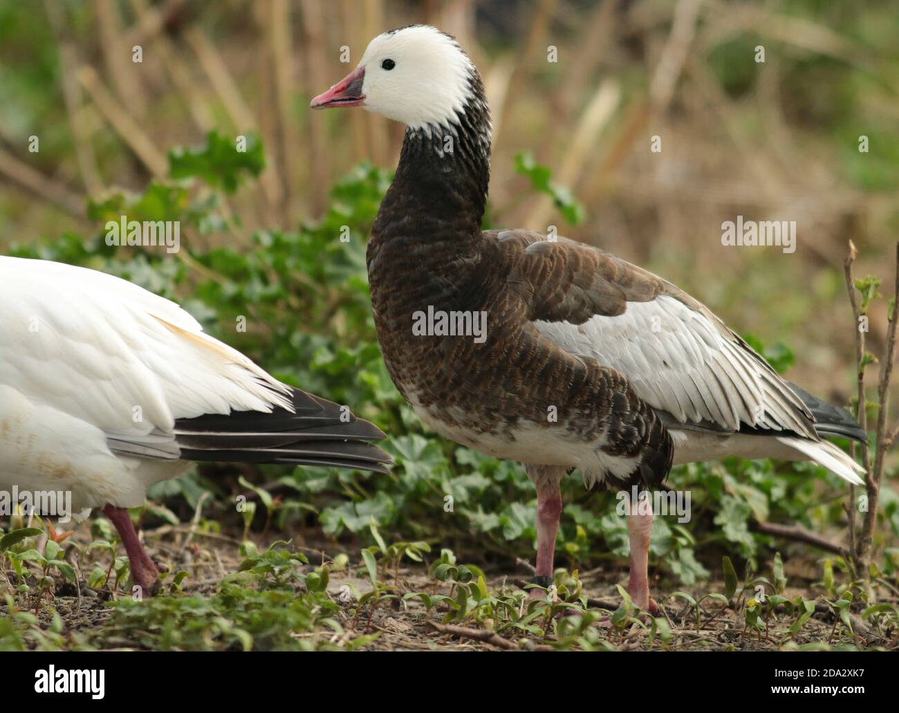 Ross's goose (Anser rossii, Chen rossii), standing on the ground in ...