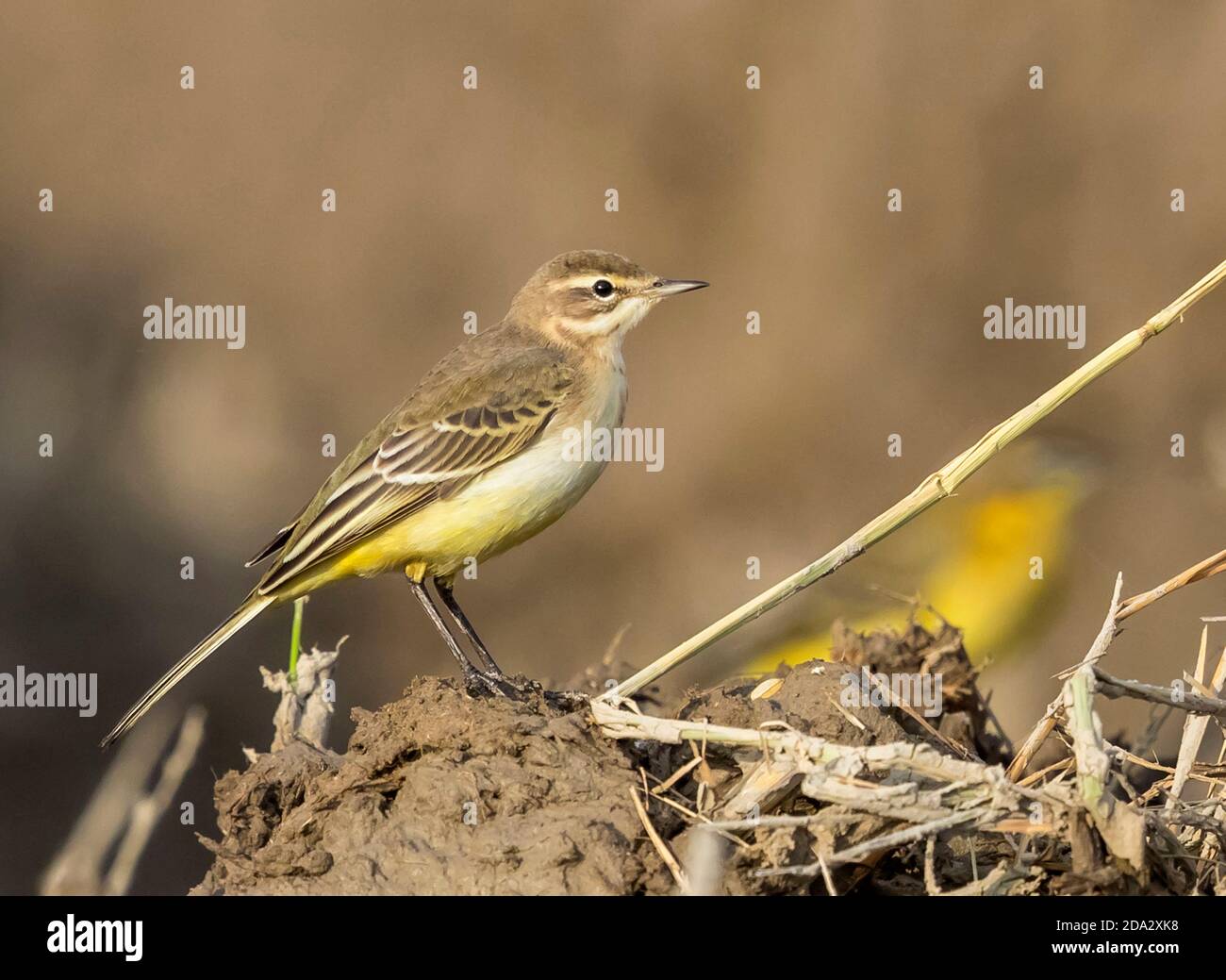 Yellow wagtail, Iberian wagtail, Spanish Wagtail (Motacilla flava ...