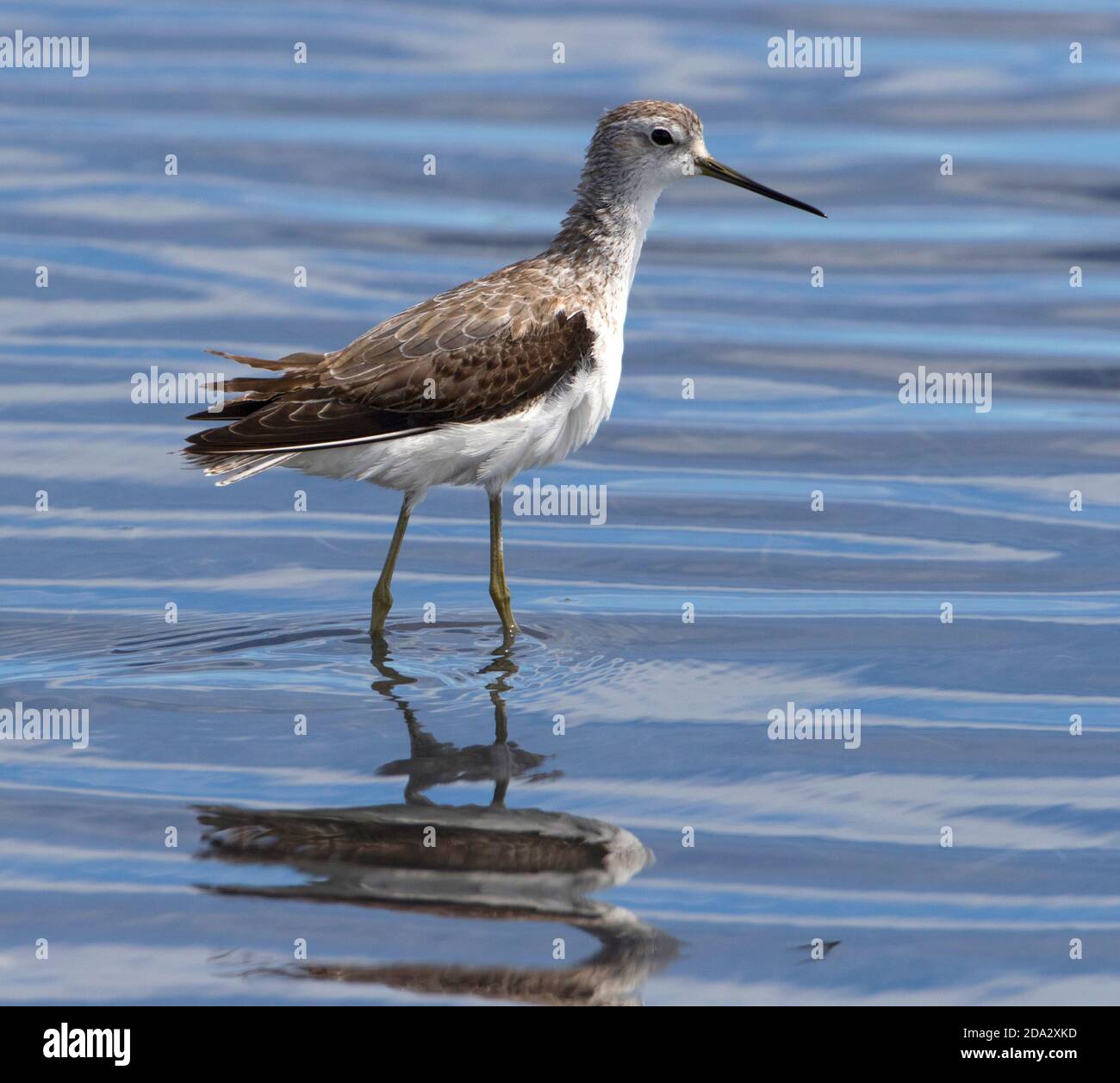 marsh sandpiper (Tringa stagnatilis), first-winter Marsh Sandpiper ...