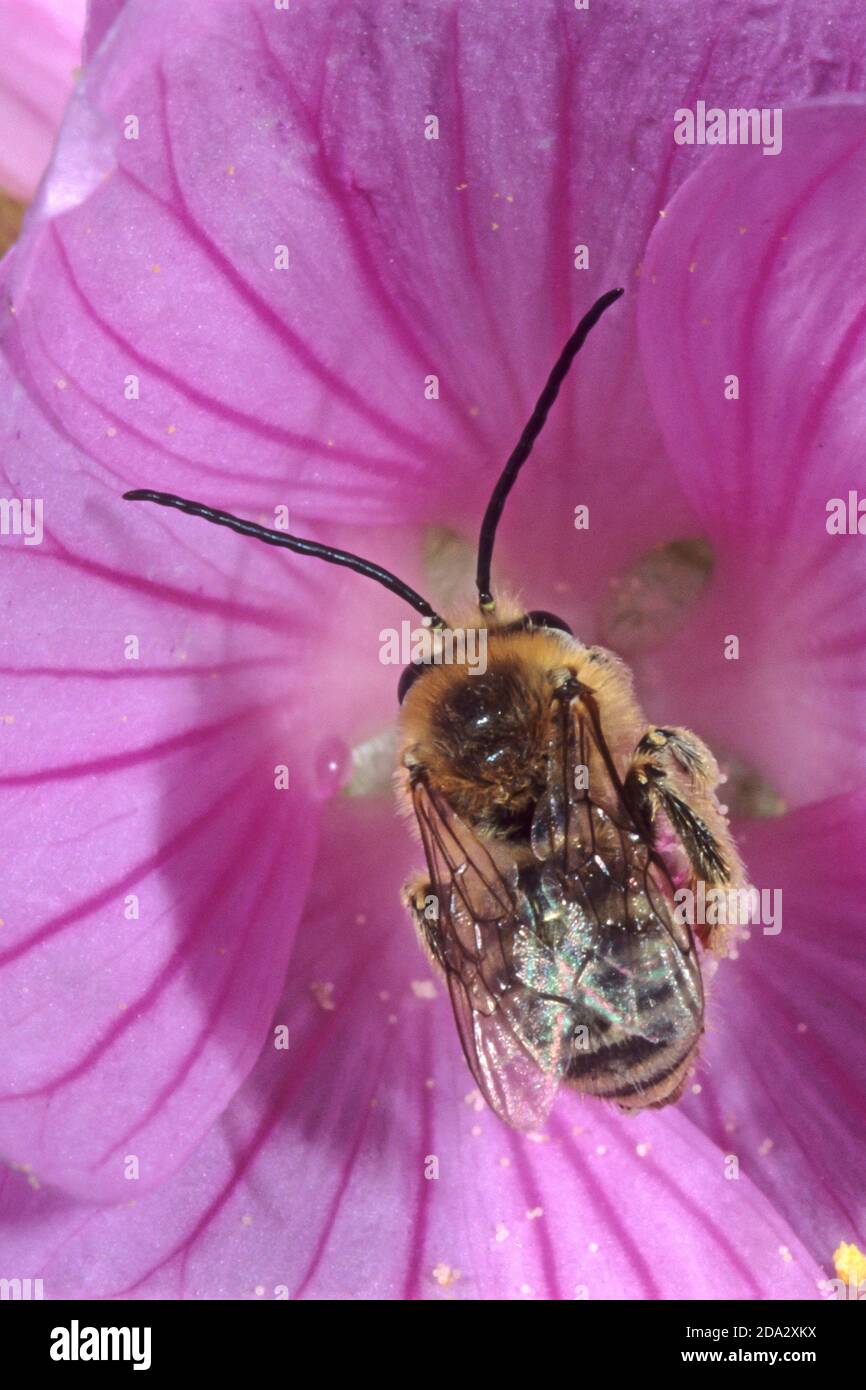 Euceras hi-res stock photography and images - Alamy