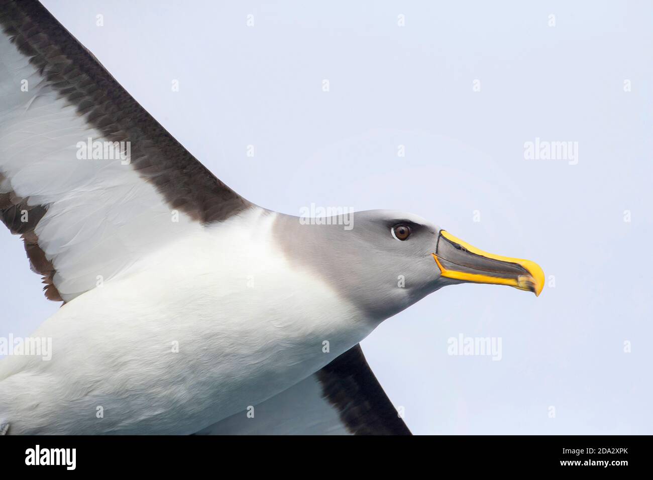 Northern Buller's Albatross, Buller's albatross, Buller's mollymawk ...
