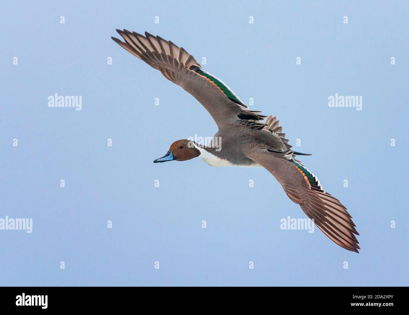 northern pintail (Anas acuta), drake in flight, side view, Japan ...
