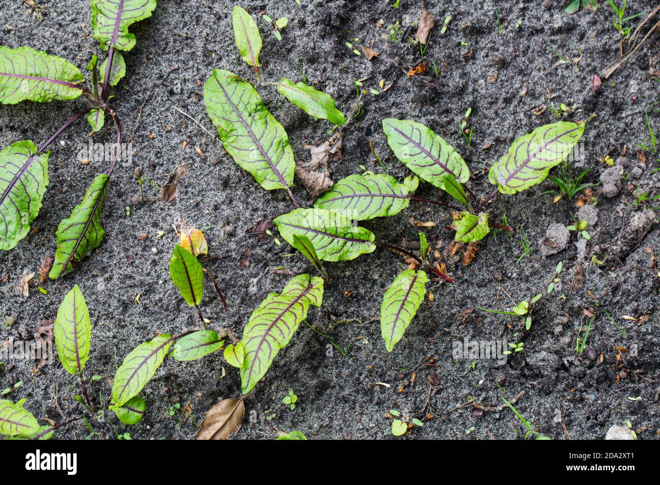 wood dock, red vine dock (Rumex sanguineus), grouns leaves, Netherlands ...