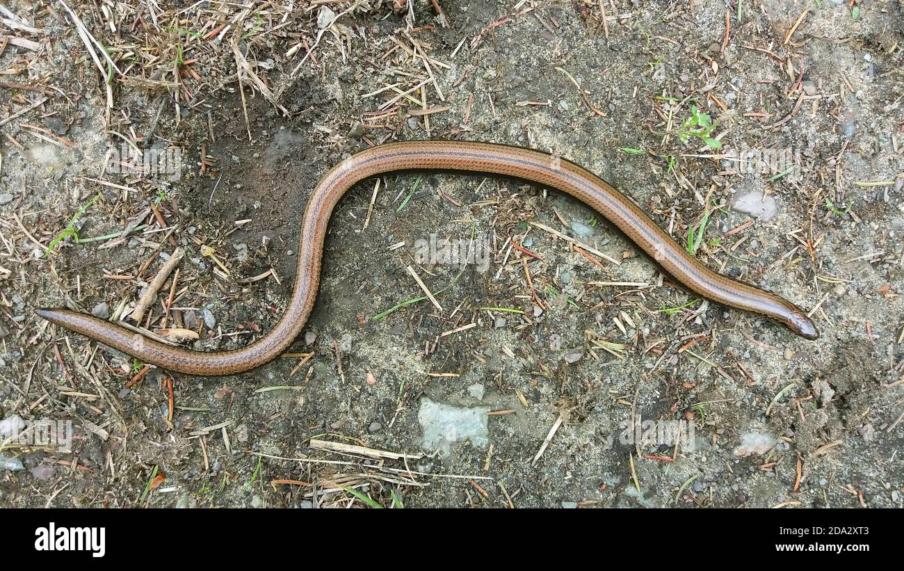 European slow worm, blindworm, slow worm (Anguis fragilis), creeping on ...