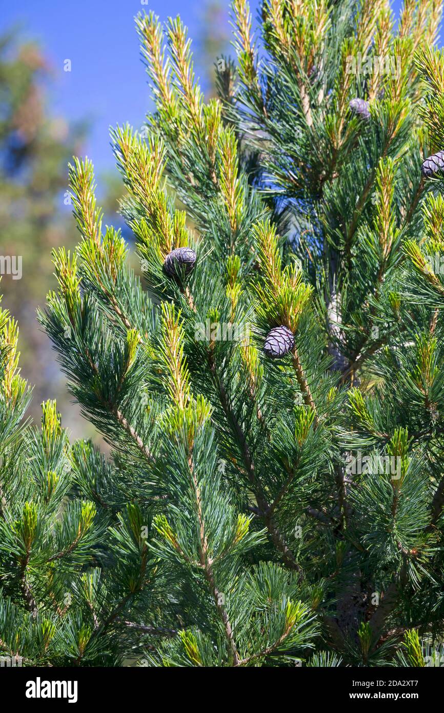 Swiss stone pine, arolla pine (Pinus cembra), branches with cones ...