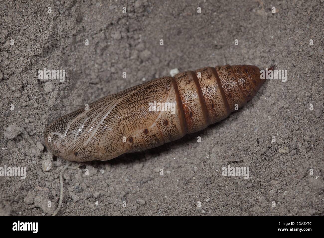 Bat and larva hi-res stock photography and images - Alamy