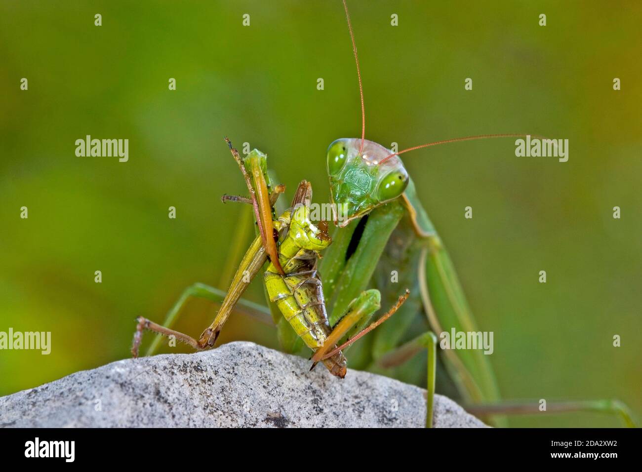 European preying mantis (Mantis religiosa), with caught grasshopper ...