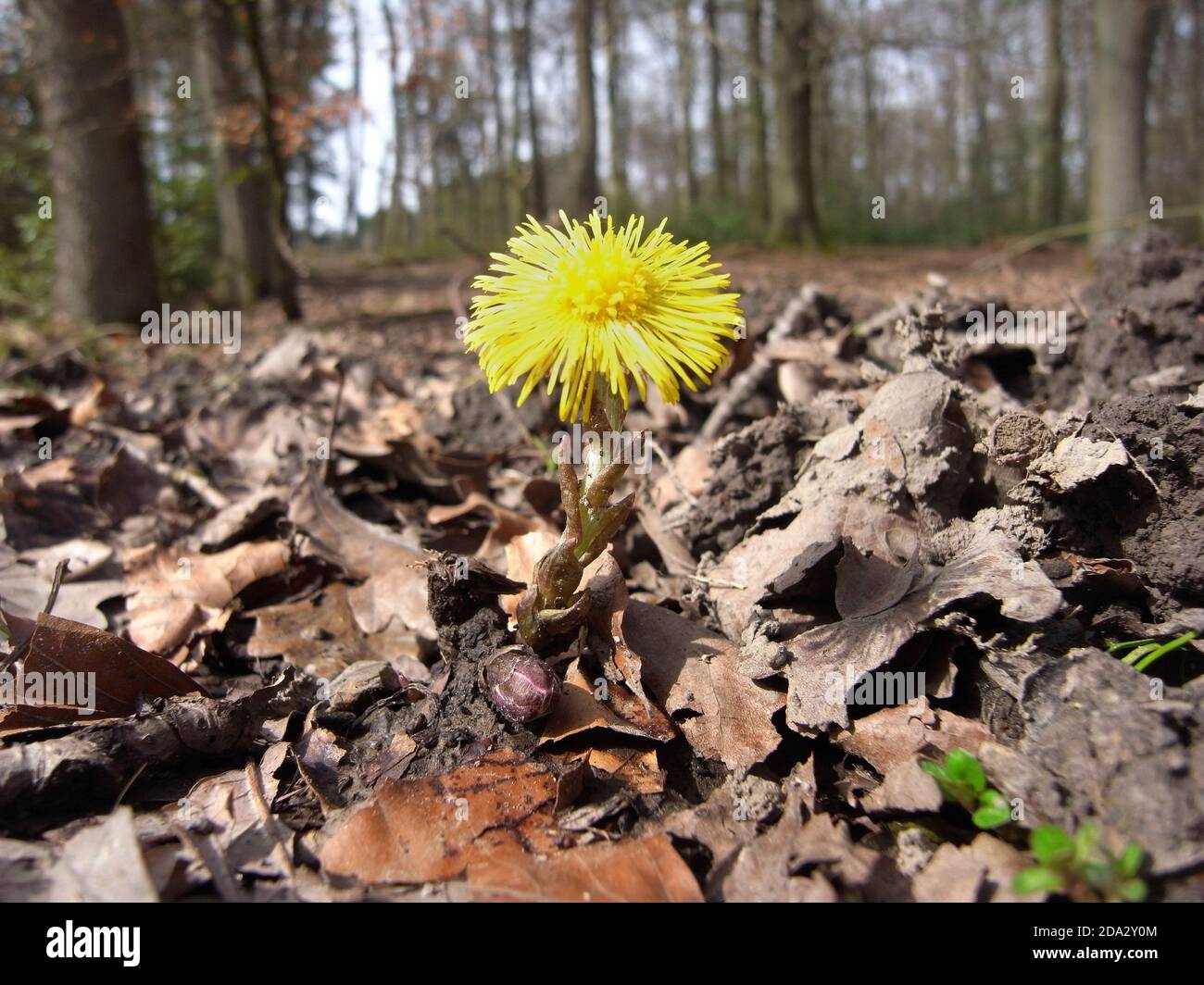 Coltsfoot in german forest hi-res stock photography and images - Alamy