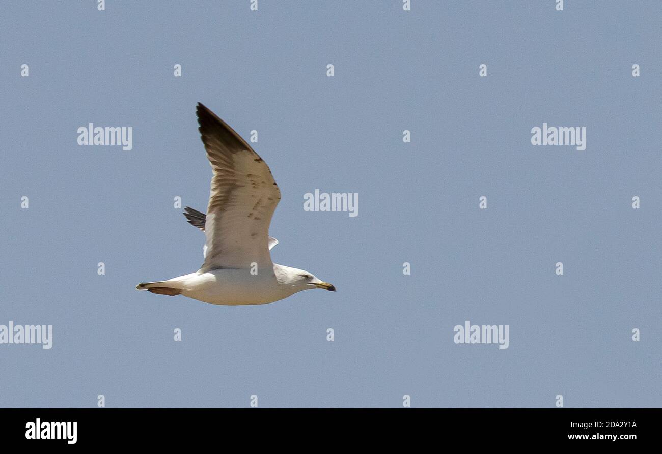 Siberian Gull, Kola Lesser Black-backed Gull, Heuglin's Gull (Larus ...