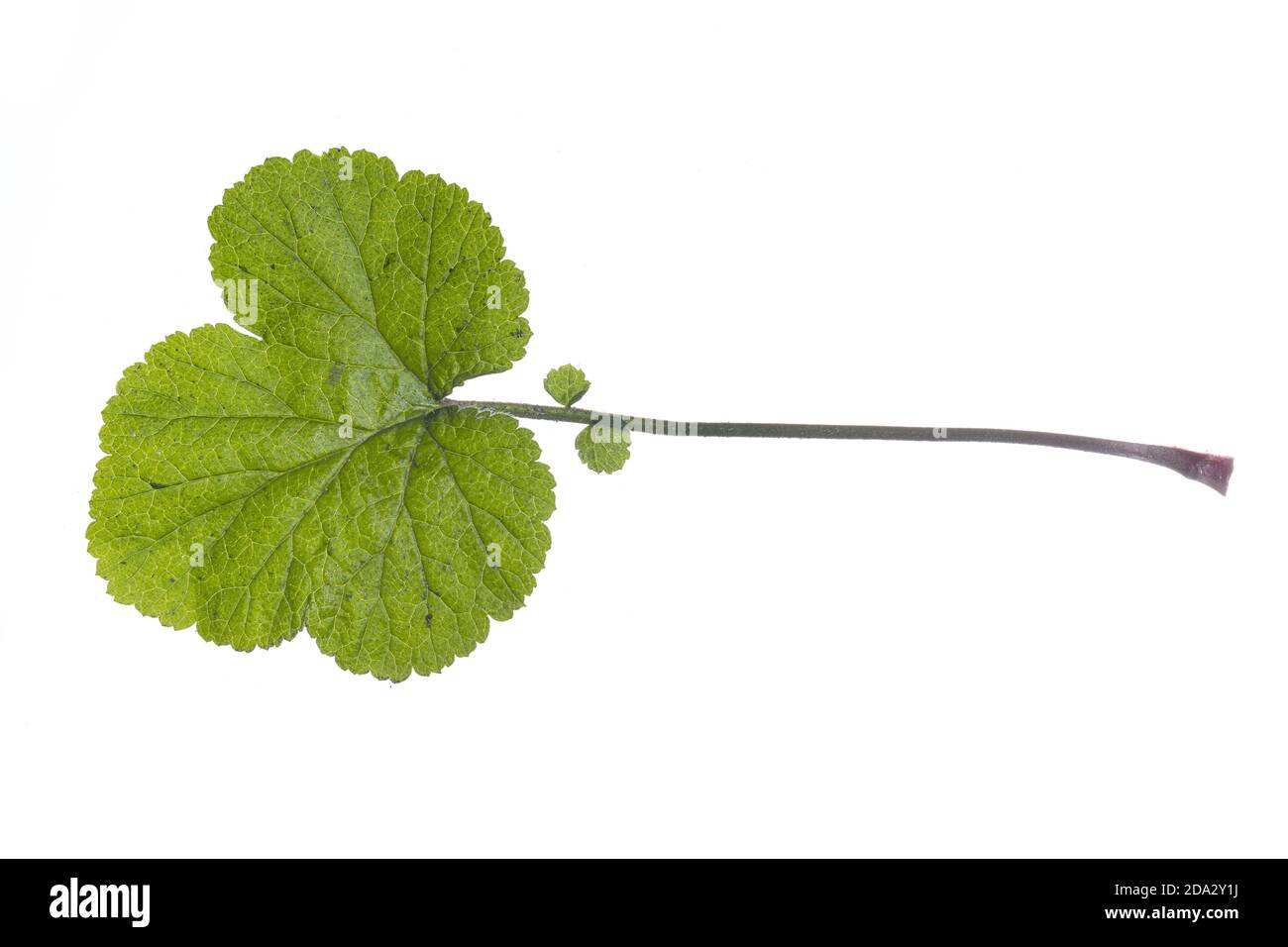 common avens, wood avens, clover-root (Geum urbanum), ground leaf ...