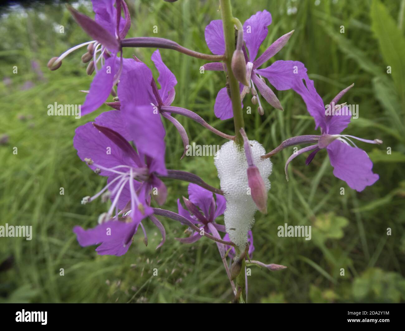 Cercopidae hi-res stock photography and images - Alamy