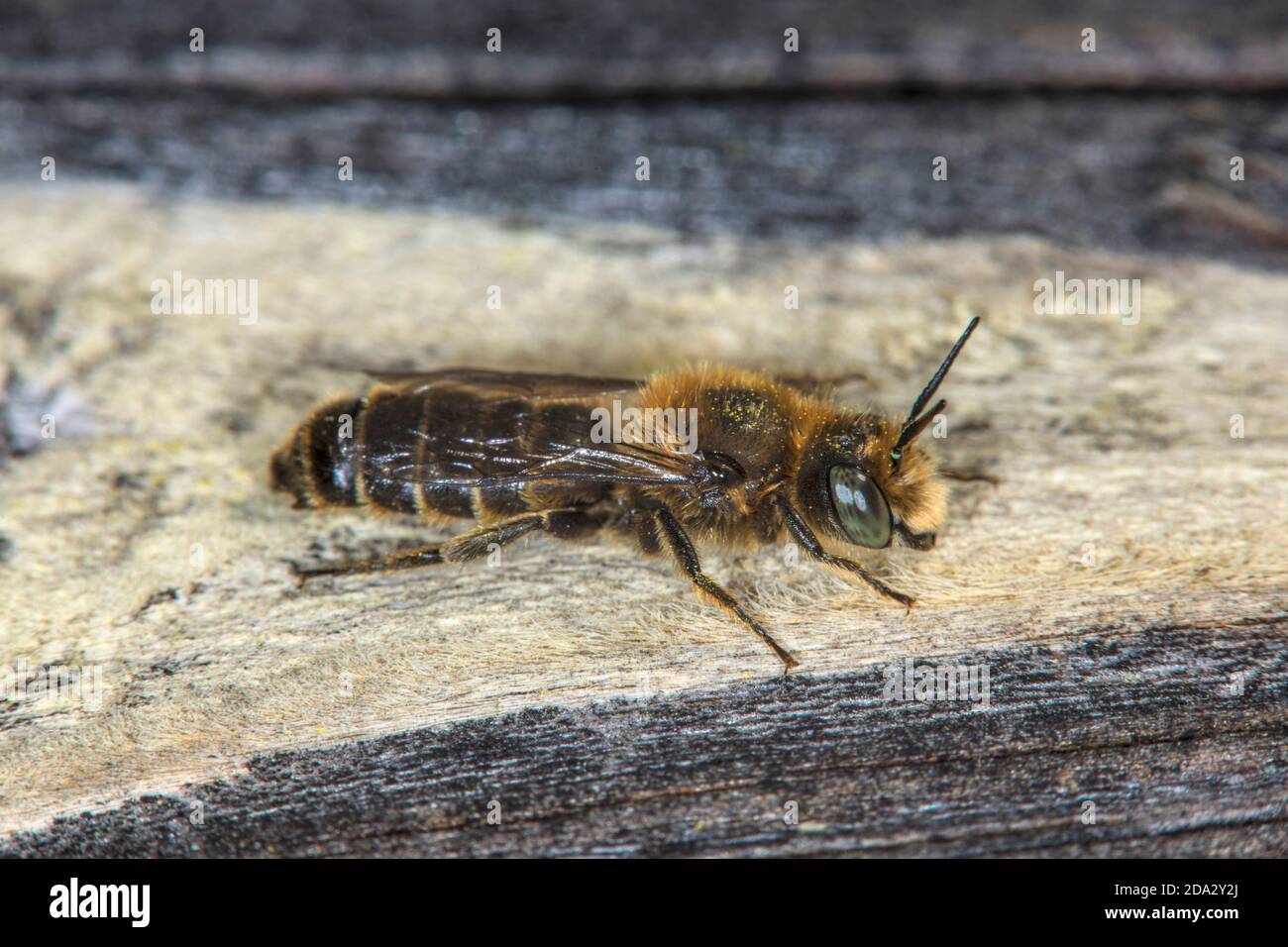 Mason bee (Osmia adunca, Hoplitis adunca), male sitting in dead wood ...