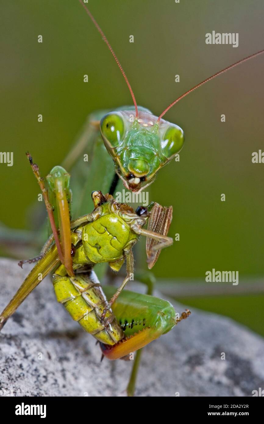 European preying mantis (Mantis religiosa), with caught grasshopper ...