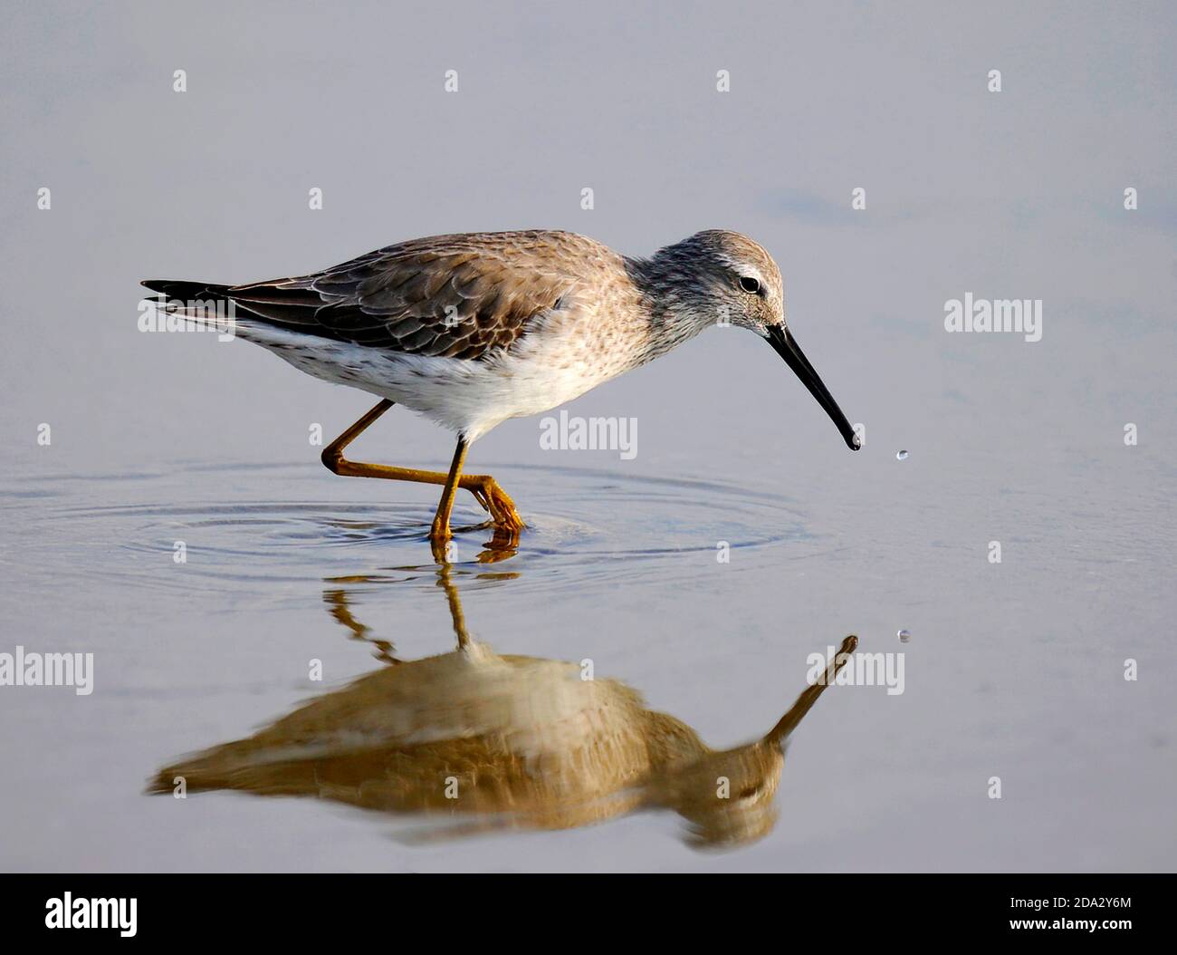 Puerto rican bird hi-res stock photography and images - Alamy