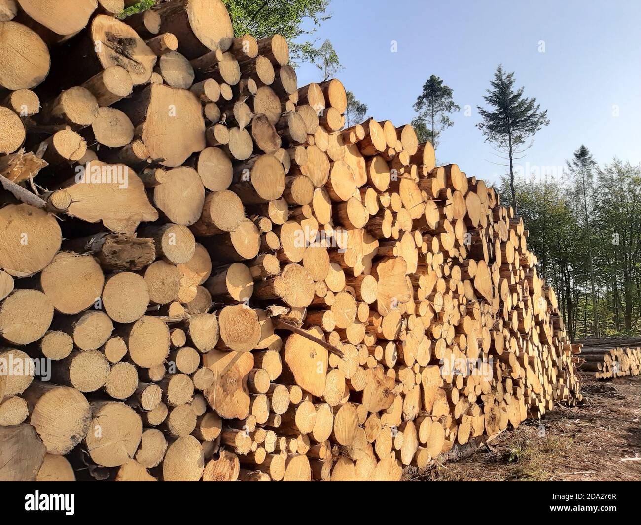 pile of spruce stems, Germany Stock Photo - Alamy