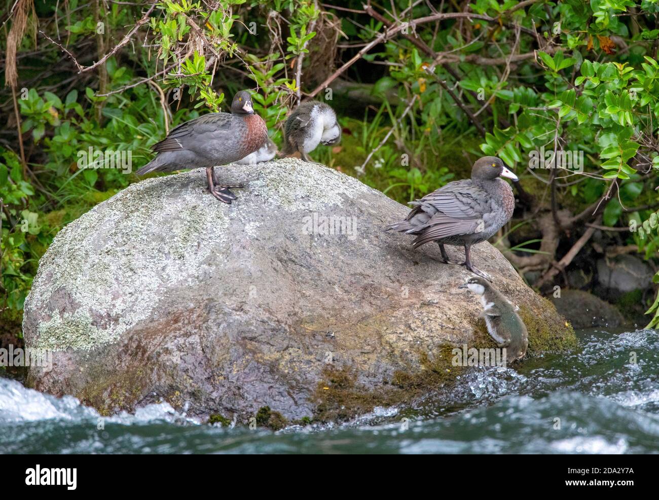Blue duck, Whio (Hymenolaimus malacorhynchos), duck family resting on a ...