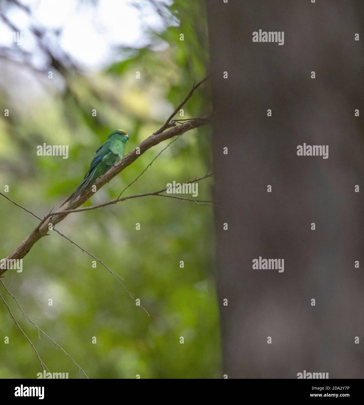 Malherbe's parakeet, Orange-fronted parakeet (Cyanoramphus malherbi ...