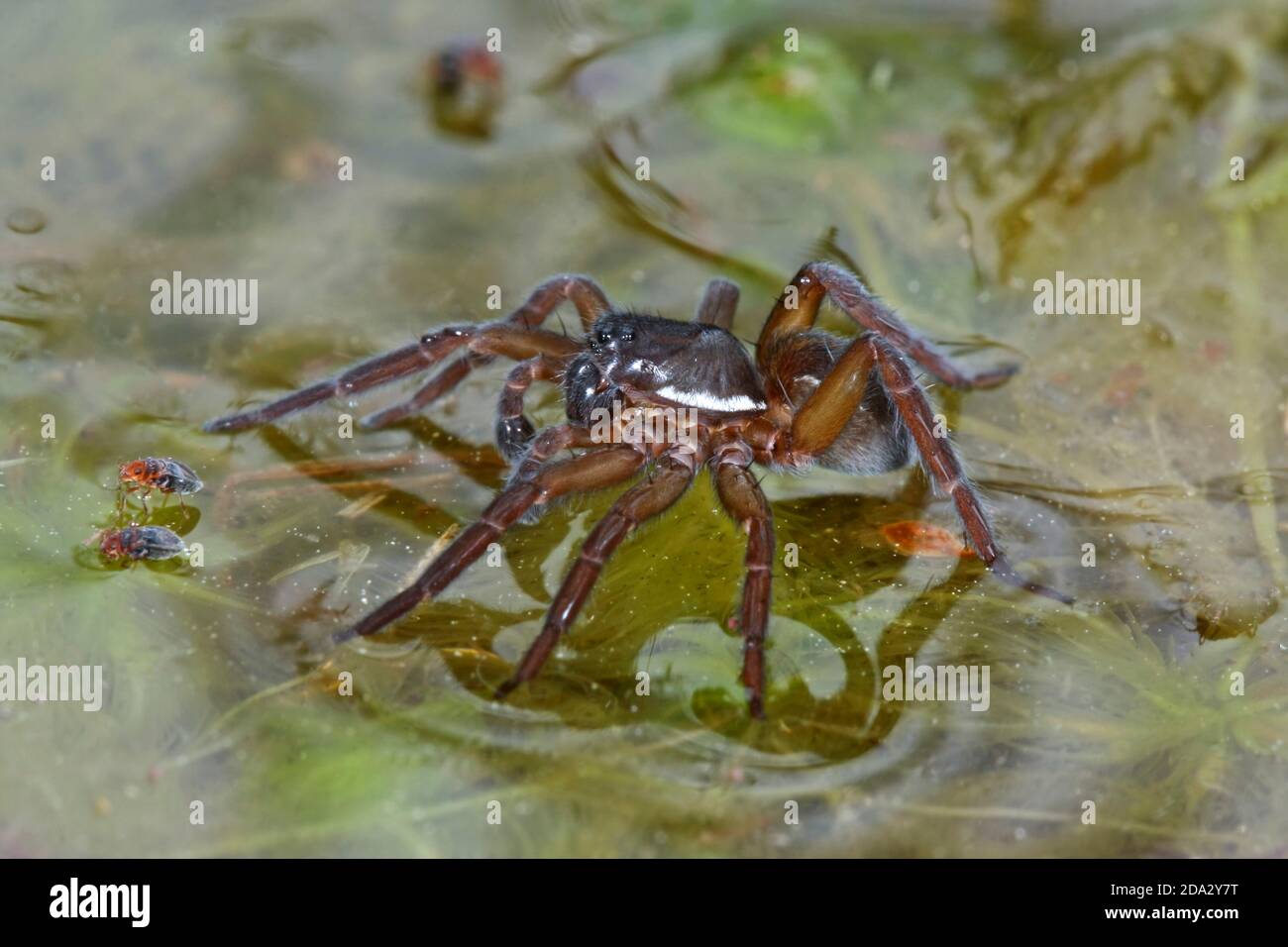 Pirate wolf spider (Pirata piscatorius), on water surface, Germany ...