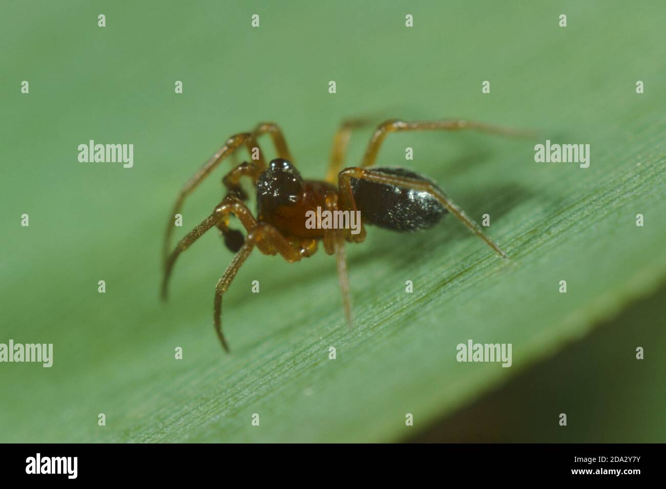 Money spiders hi-res stock photography and images - Alamy