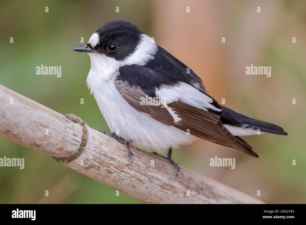 collared flycatcher (Ficedula albicollis), sits on a blade of grass ...