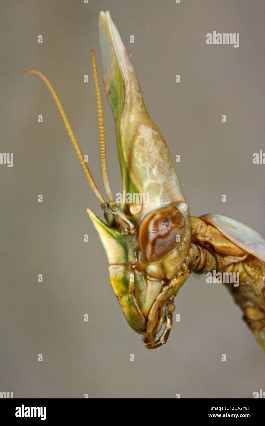 Cone-head Mantis (Empusa fasciata), portrait Stock Photo - Alamy