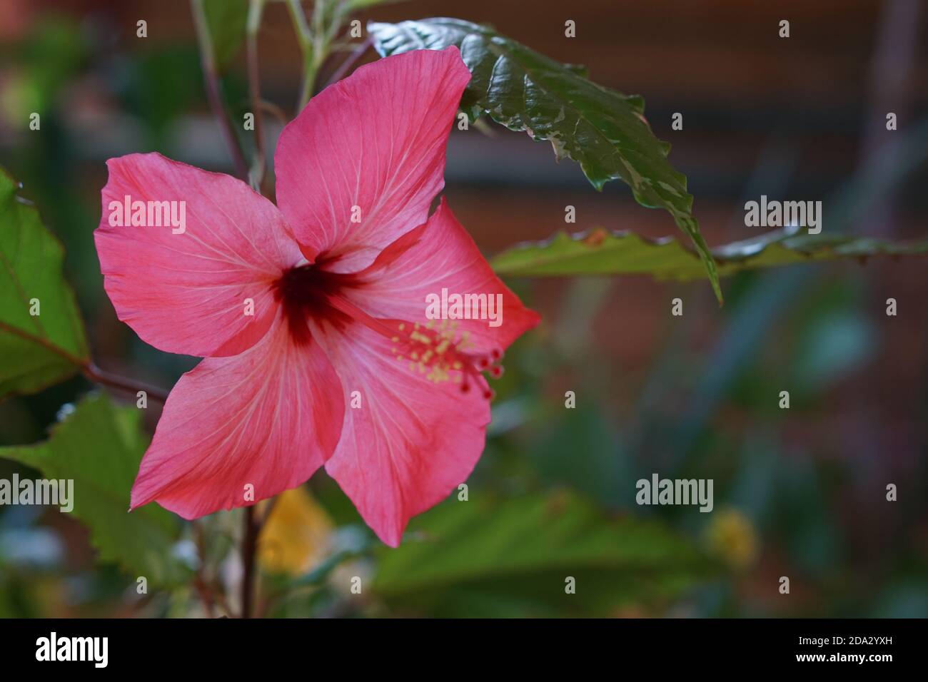 house plant of hibiscus rosa-sinensis with pink flower in pot . The ...
