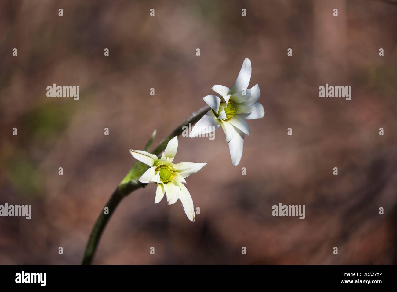 South africa travel tourism wild flowers hi-res stock photography and ...