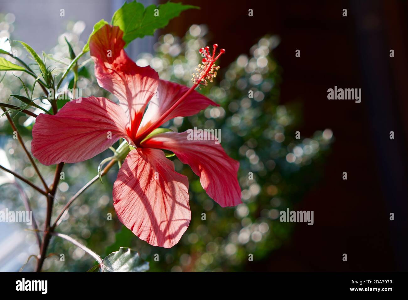 house plant of hibiscus rosa-sinensis with pink flower in pot . The ...