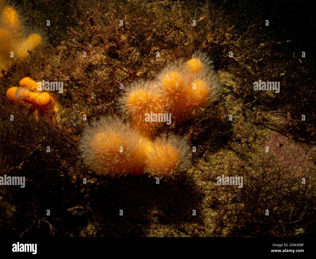 A closeup picture of a feeding soft coral dead man's fingers or ...