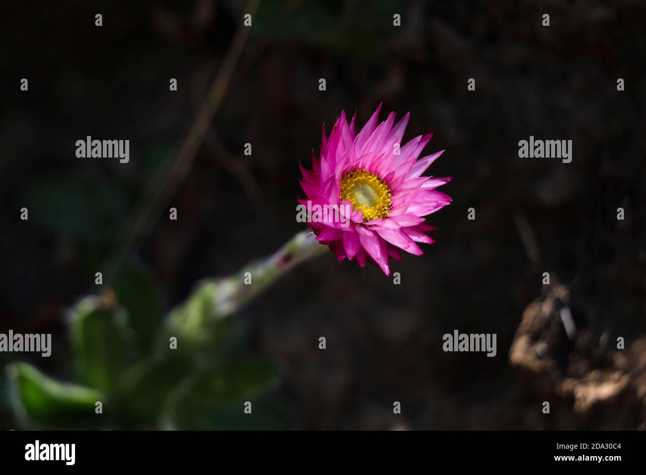 Everlasting flowers plant hi-res stock photography and images - Alamy