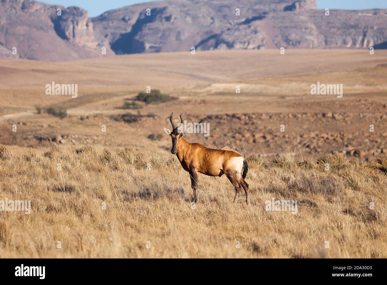 African antelope with curved horns hi-res stock photography and images ...