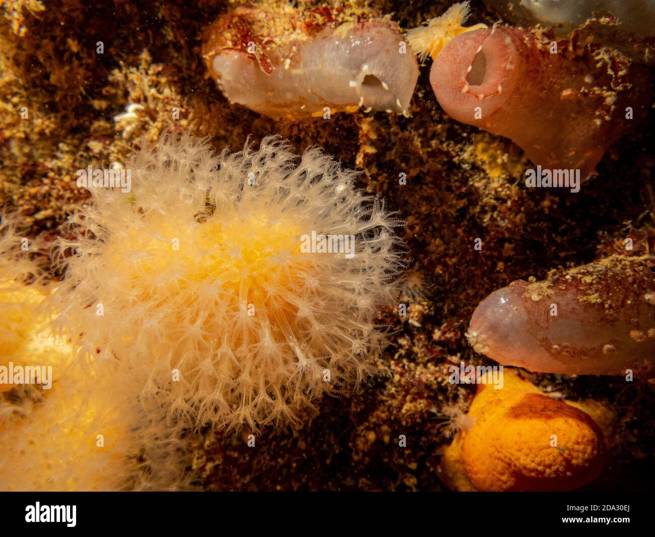 A closeup picture of a feeding soft coral dead man's fingers or ...
