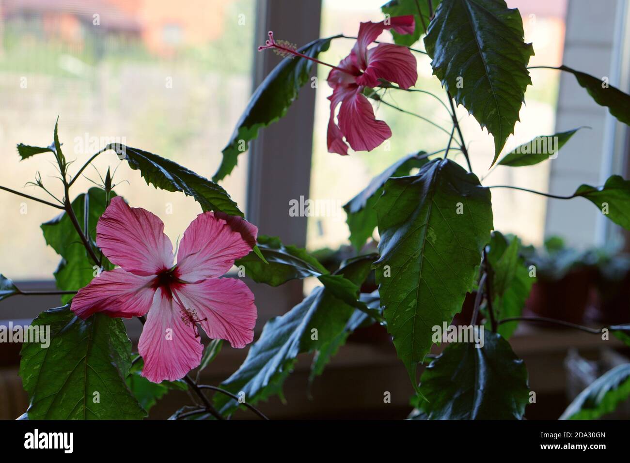 house plant of hibiscus rosa-sinensis with pink flower in pot . The ...