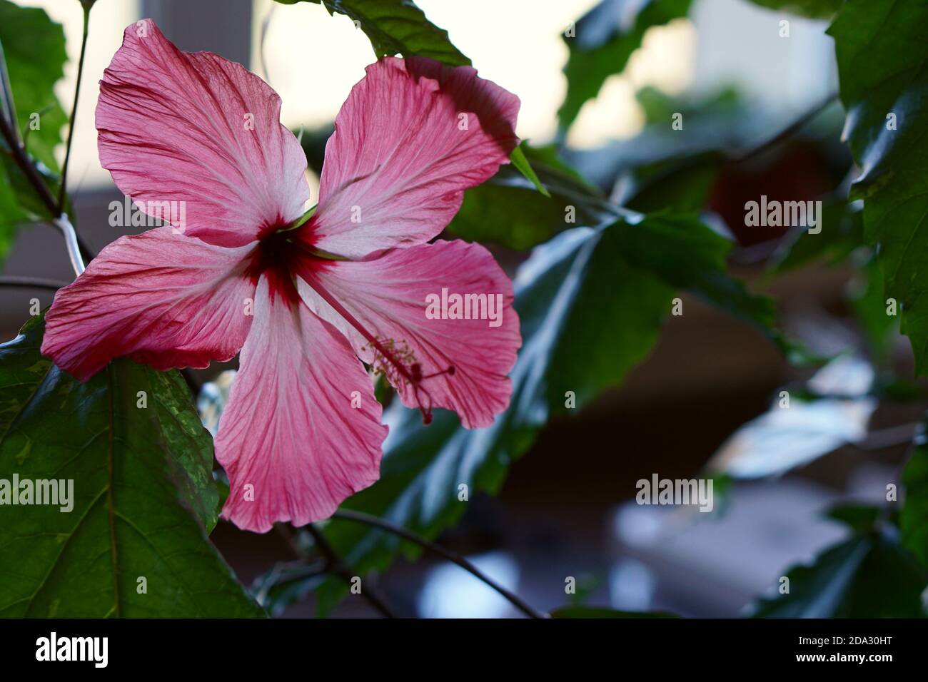 house plant of hibiscus rosa-sinensis with pink flower in pot . The ...