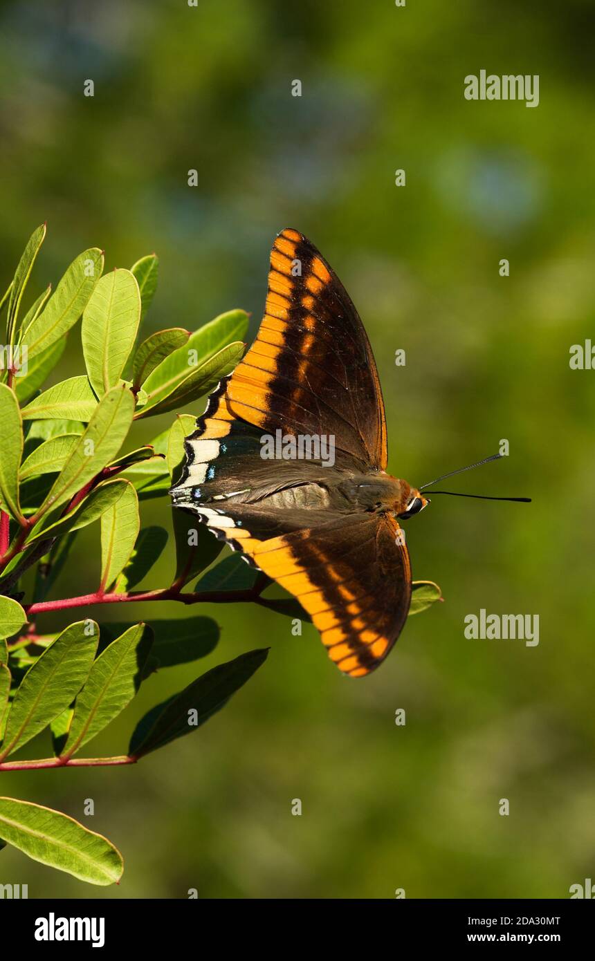 Two tailed pasha hi-res stock photography and images - Alamy