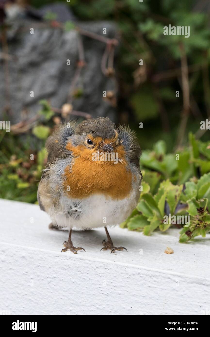 Cat bird attack hi-res stock photography and images - Alamy
