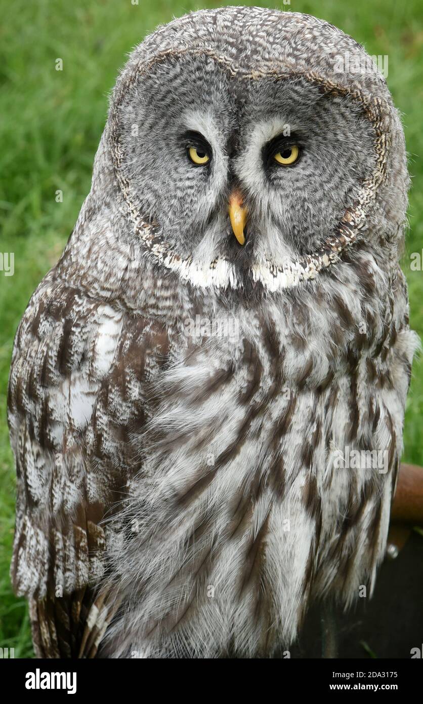 04 October 2020, Saxony-Anhalt, Wörlitz: A bearded owl sits in the ...