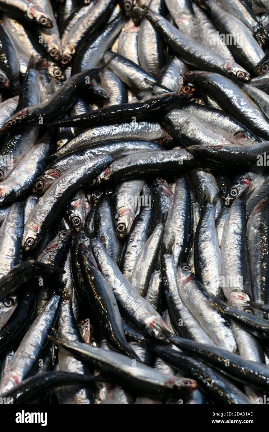 Small sea fish on the counters of the fish market Stock Photo - Alamy