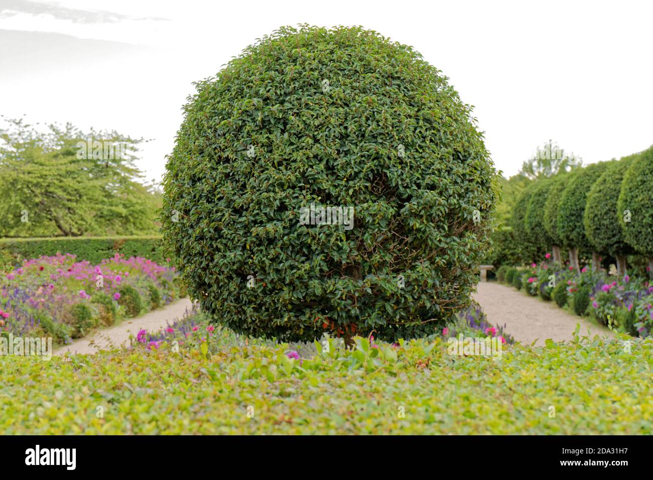 Ball shaped tree hi-res stock photography and images - Alamy