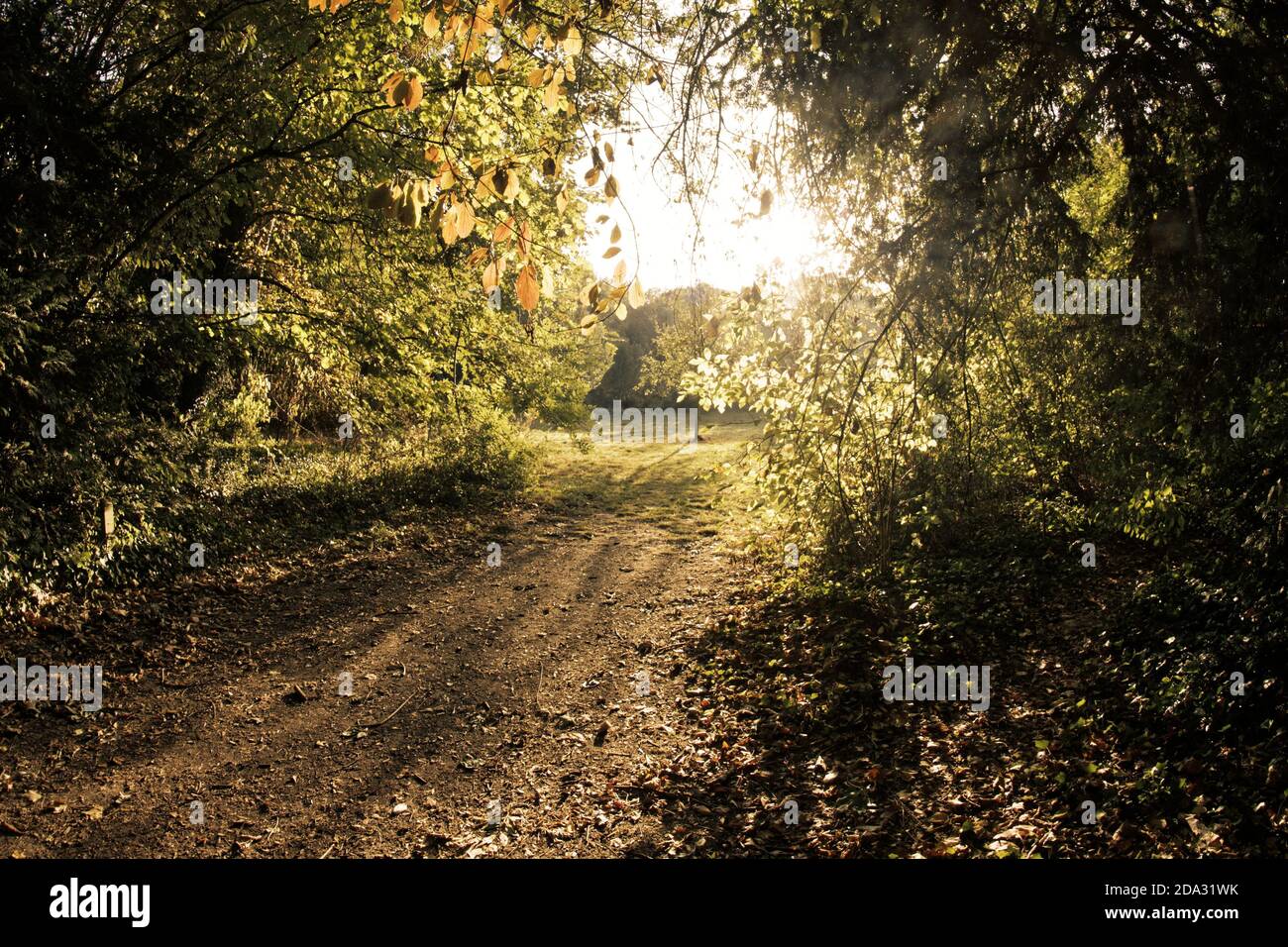 Path in the forest - Parc de Sceaux - France Stock Photo - Alamy