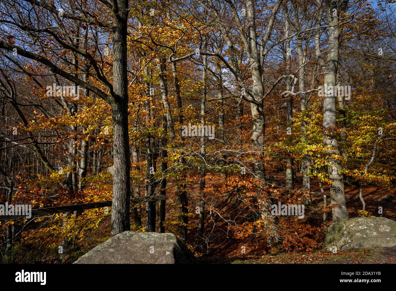 A beautiful view of a colourful autumn forest. Picture from Soderasen ...