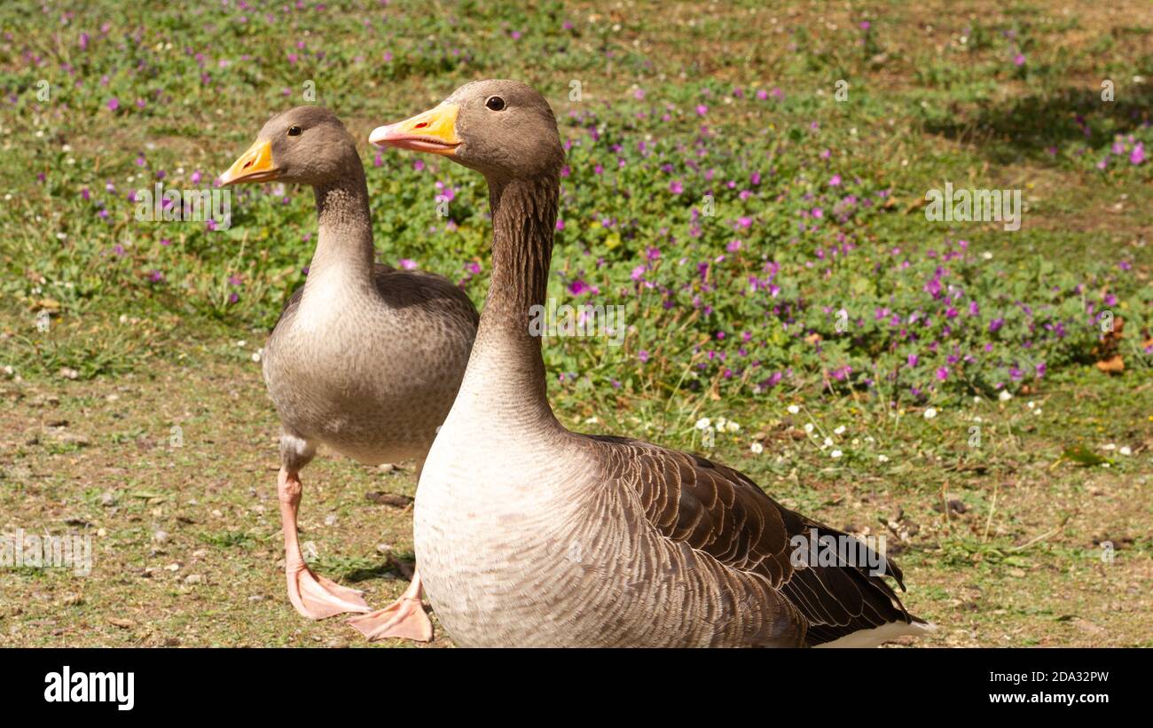 ANser anser out for food Stock Photo - Alamy