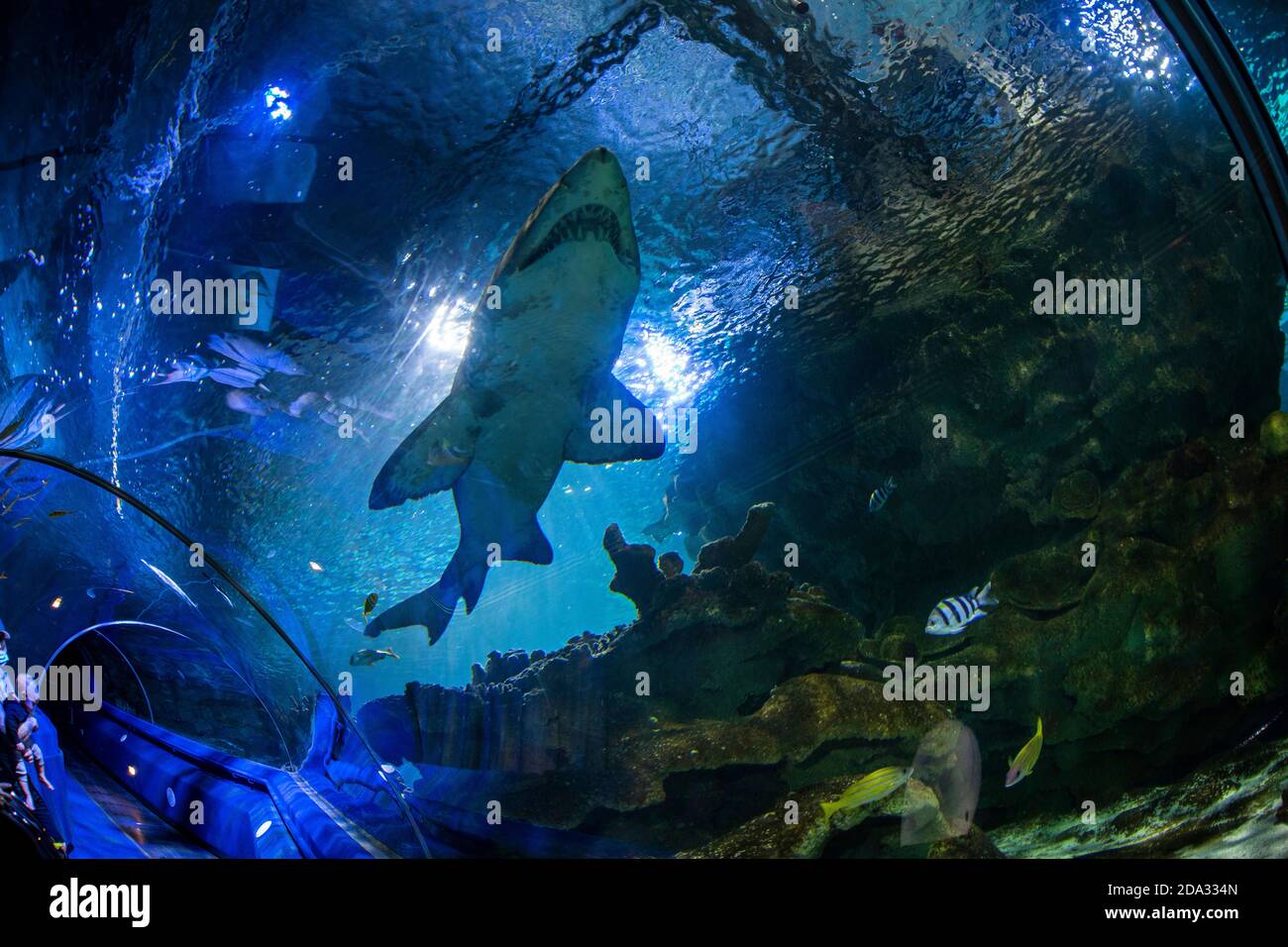 UK, England, Cheshire, Ellesmere Port, Blue Planet Aquarium, Sand Tiger ...